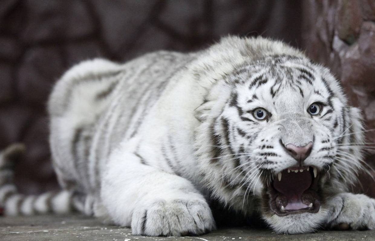 Prekrasni bengalski bijeli tigar Khan pokazao zube fotografu | 24sata