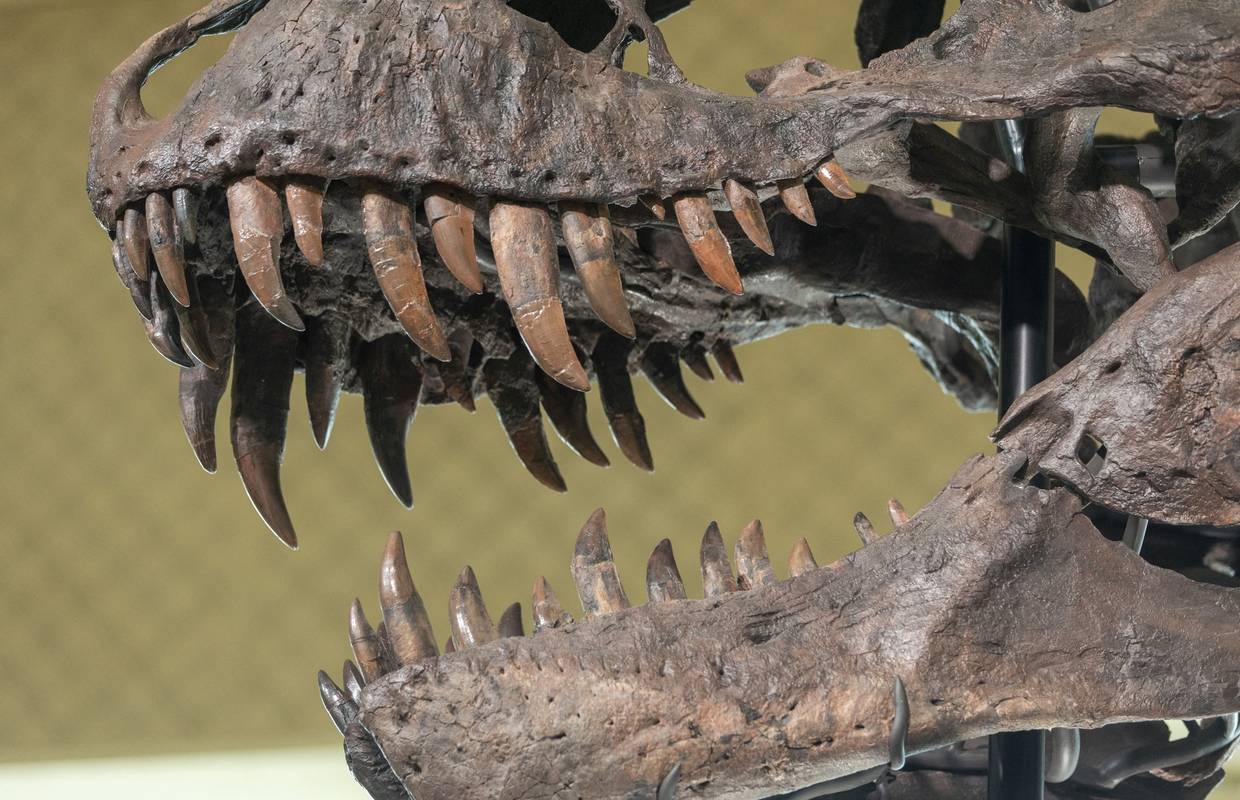 Umjetna inteligencija: Fosili tajanstvenih zubi u Britaniji pripadaju ...