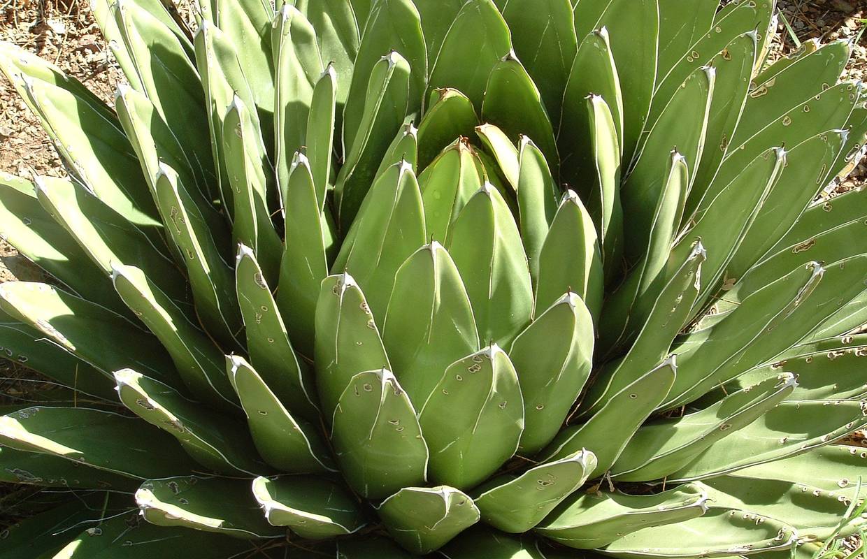 Agava - kako se uzgaja i kako se brinuti o njoj | 24sata