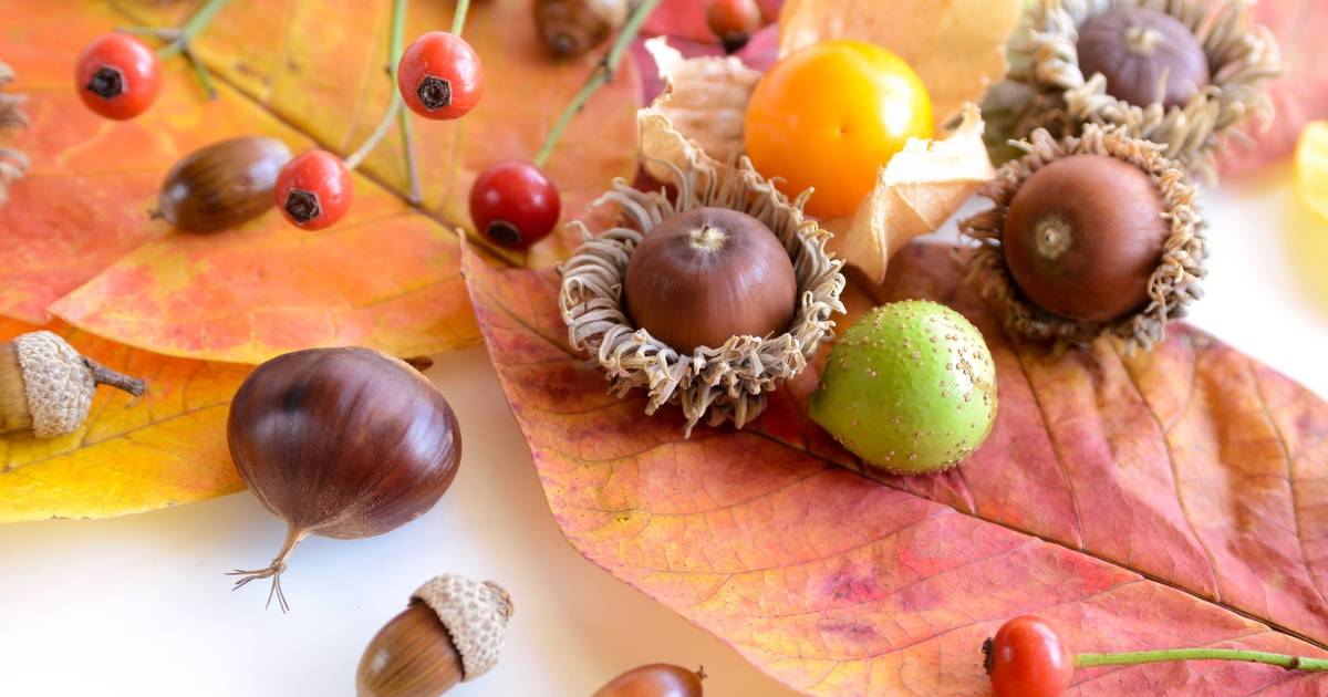 Bogatstvo jesenskih plodova na dohvatu ruke: Šipak, orah, žir, planika ...
