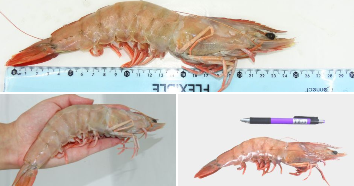 FOTO Ribari su ulovili najveću kozicu ikad viđenu u Jadranu: 'More i ...