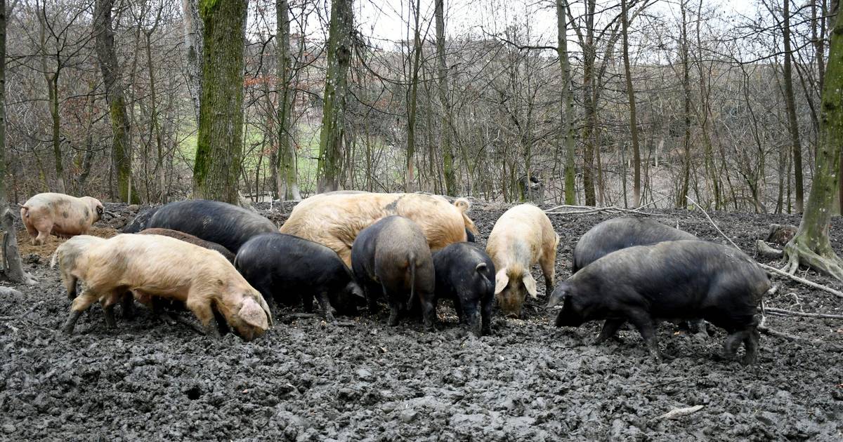 Svinjokolja u Slavoniji: Uzgajivači svinja se boje | 24sata