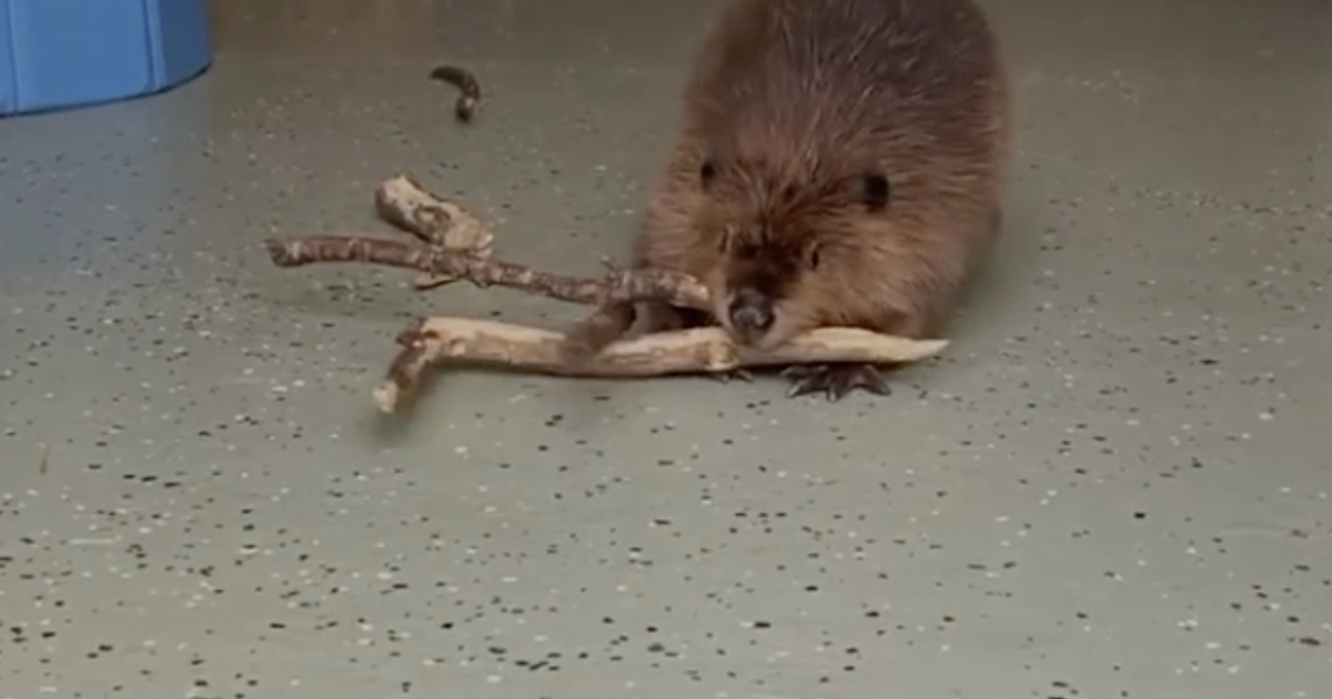 Beba dabar izgradila je branu kako bi spriječila svoju cimericu da se ...