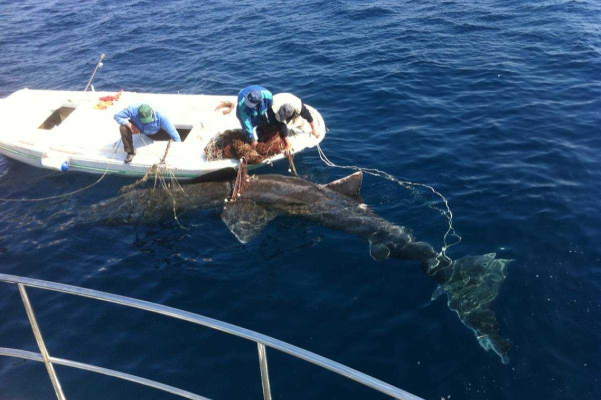 Molat: Ribari su ulovili golemu neman kitopsinu od 10 metara | 24sata