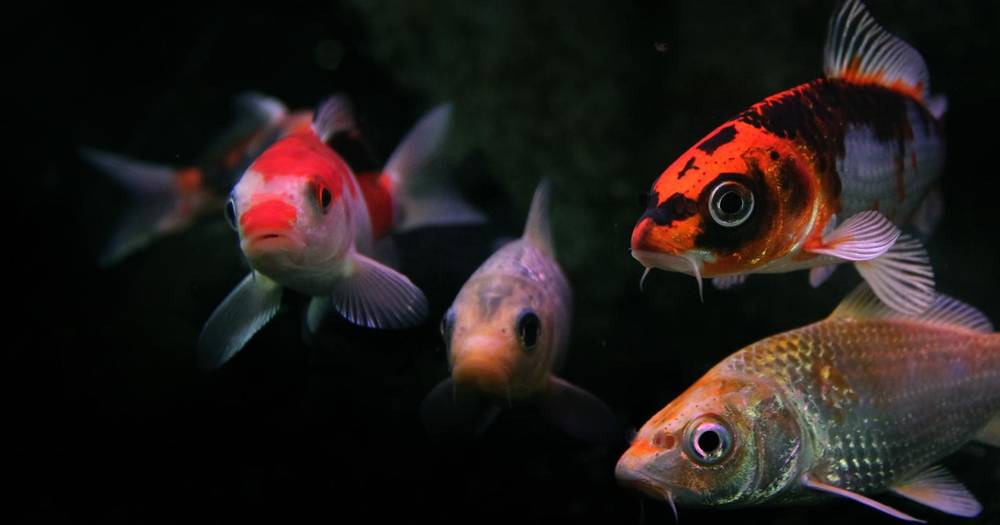 Znate li zašto su koi ribe tako posebne? Neke koštaju milijune | 24sata