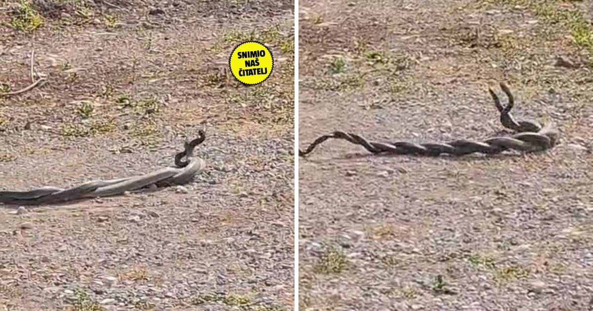 VIDEO Pogledajte 'zmijski ples': 'Vjerojatno je blizu bila i ženka ...