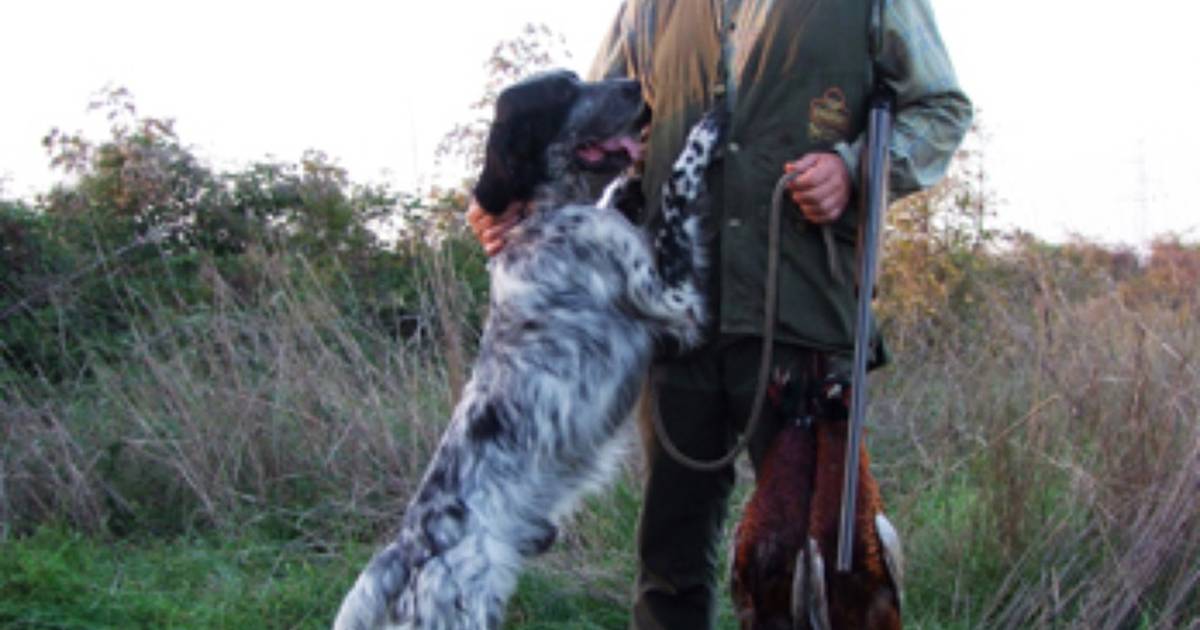 Engleski seter iz Velike Gorice najbolji lovački pas na svijetu! | 24sata