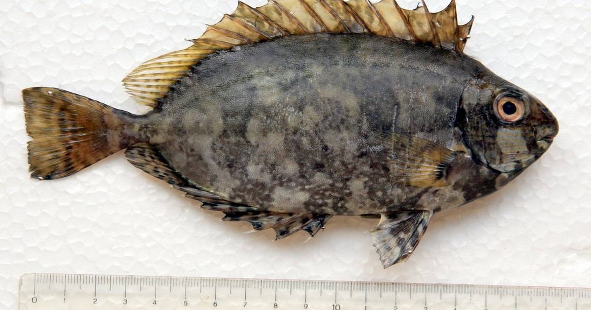 Neobična riba iz Indijskog oceana doplivala do Mljeta | 24sata