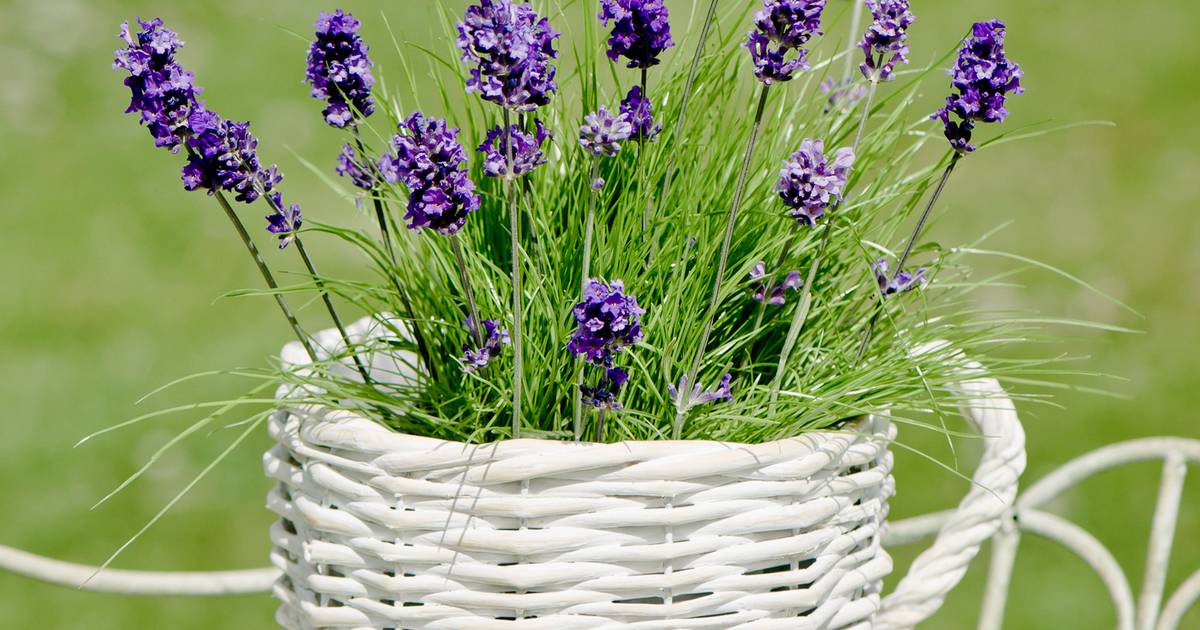 20 recepata od lavande: Moćna i mirisna uklanja strije, akne... | 24sata