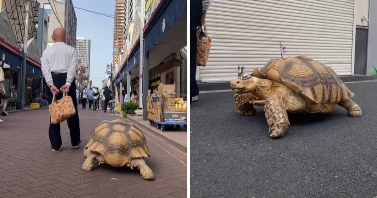 Obožava duge i spore šetnje: Kornjača Bon-chan (25) postala je 'hit' na ...