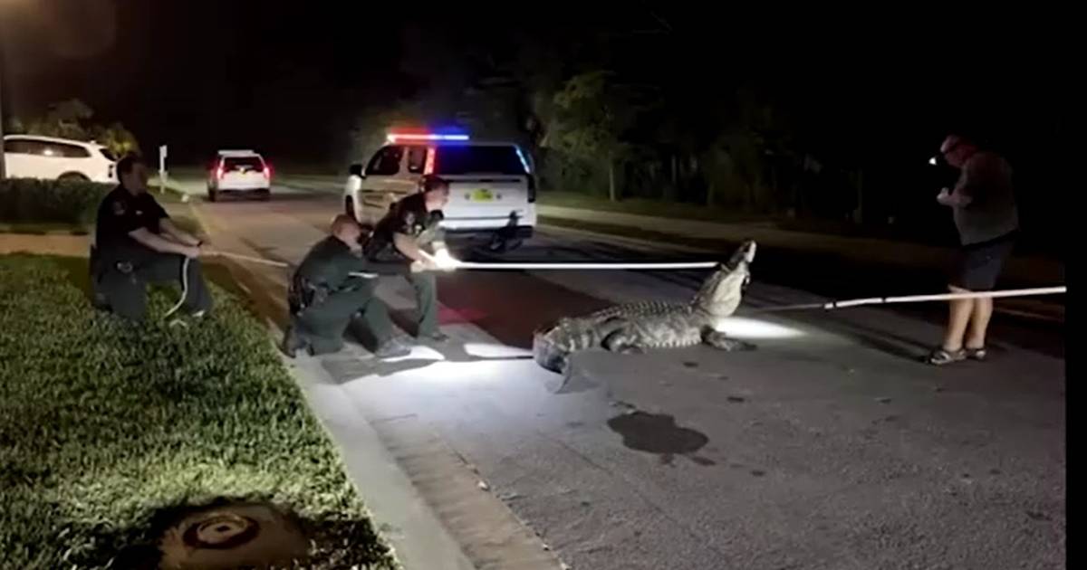 VIDEO Aligator od četiri metra došetao među kuće u SAD-u! Pogledajte ...