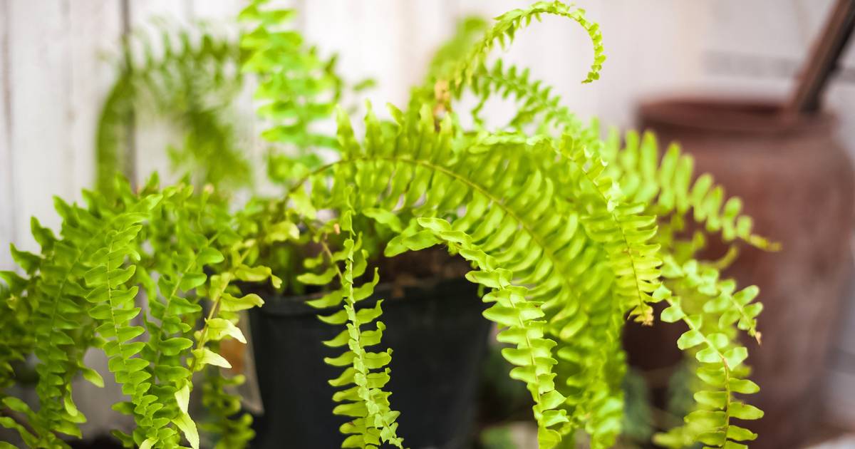 Bostonska paprat čisti zrak, ne držite ju na izravnom suncu | 24sata