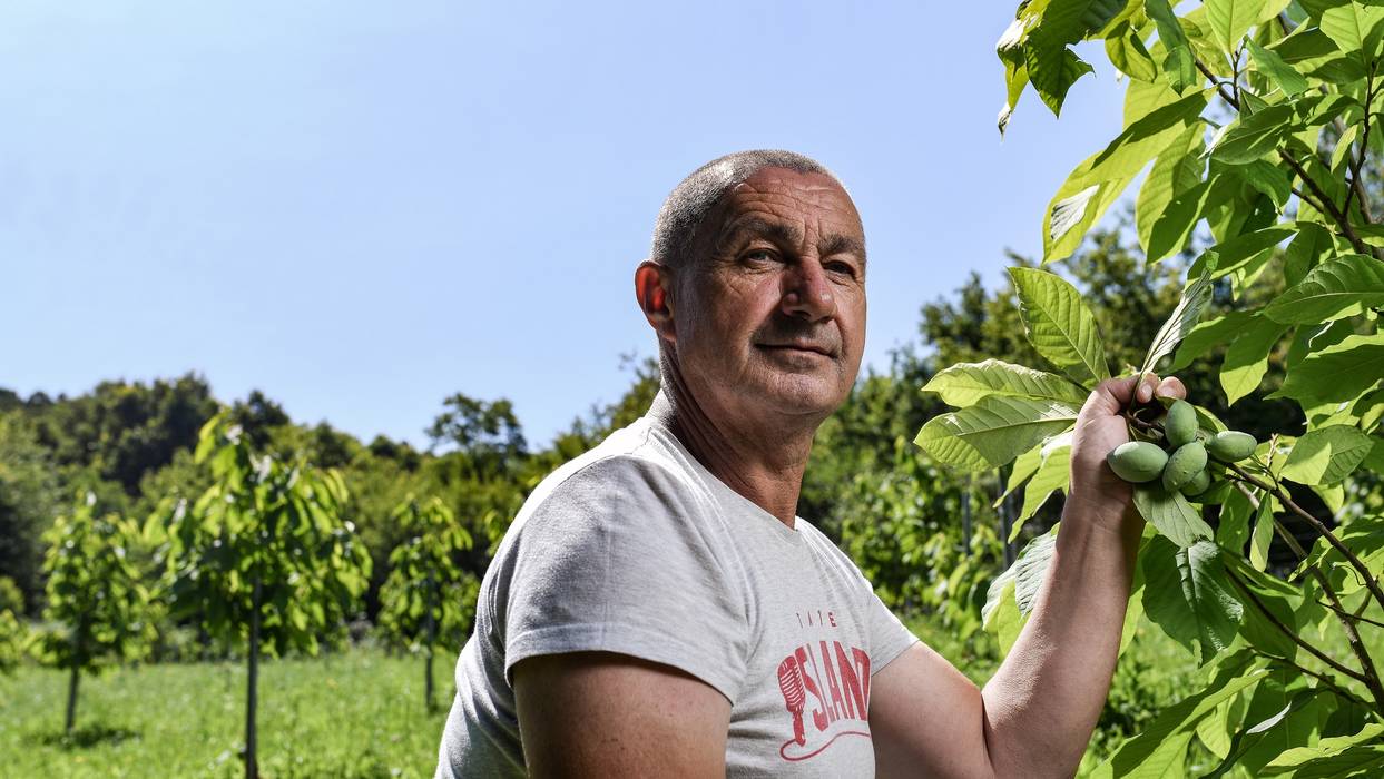 Posadio egzotično voće u Zagorju: 'Ne bum vinograd, ja bum uzgajal ...