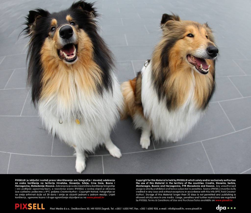 VRSTE PASA - najnovije objave | 24sata