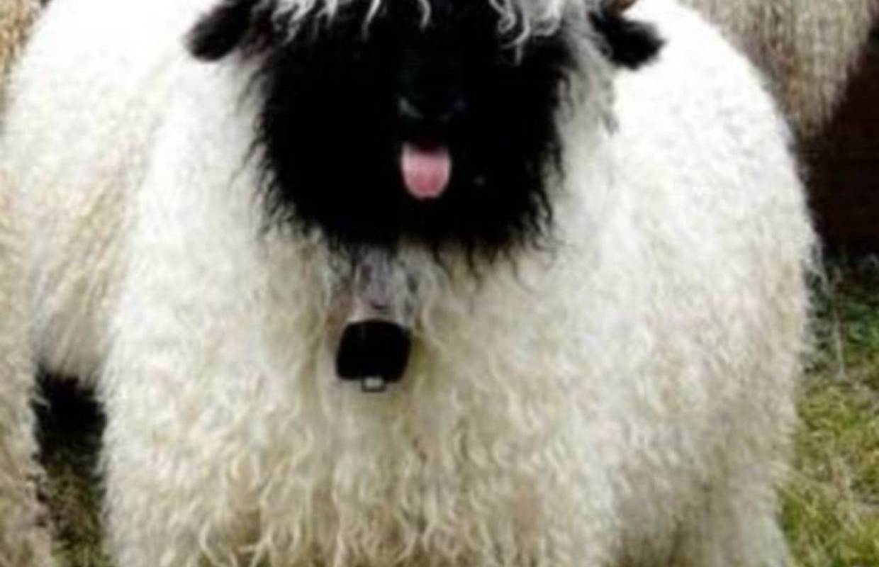 Ovca crnog nosa iz Švicarske nevjerojatno je slatka životinja | 24sata