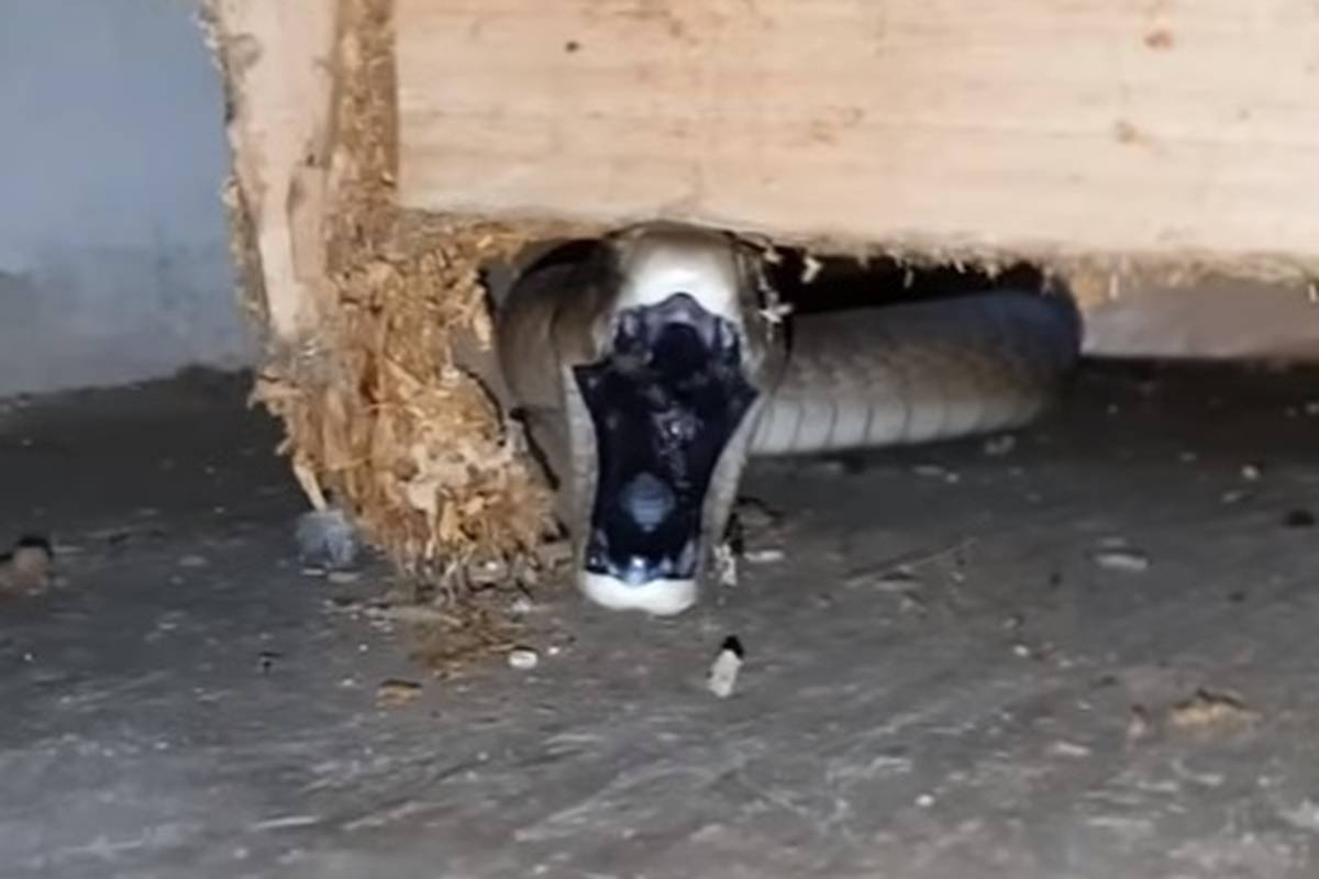 Ugriz ubija: U kuću im je ušla najopasnija zmija na svijetu... | 24sata