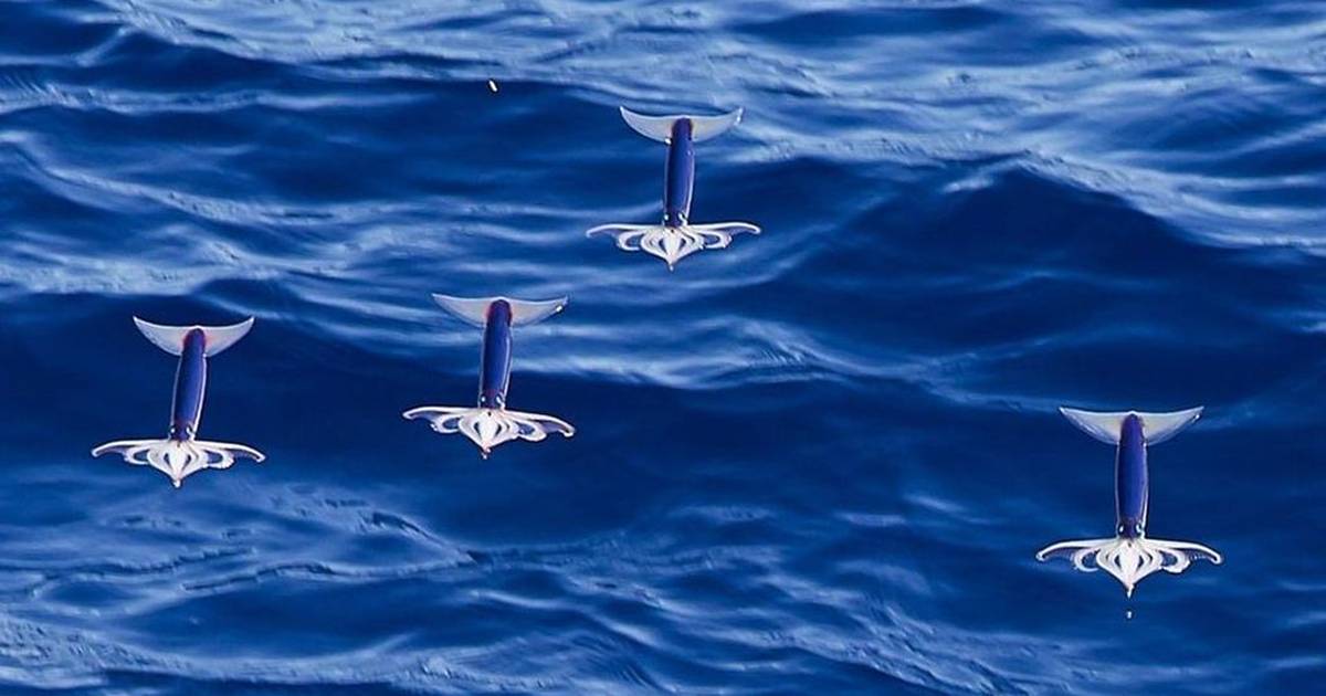Senzacija Jadrana: Leteće lignje | 24sata