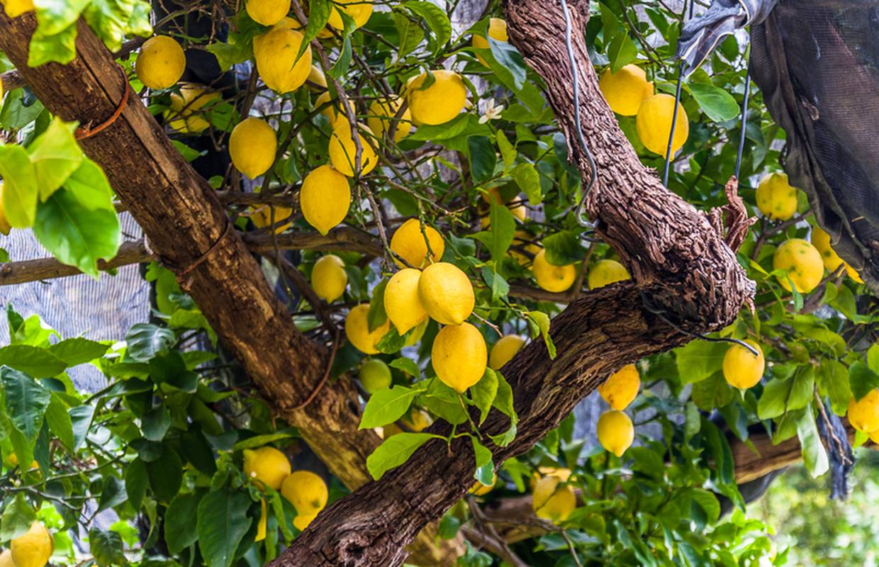 Kako posaditi stablo limuna: U nekoliko jednostavnih koraka | 24sata