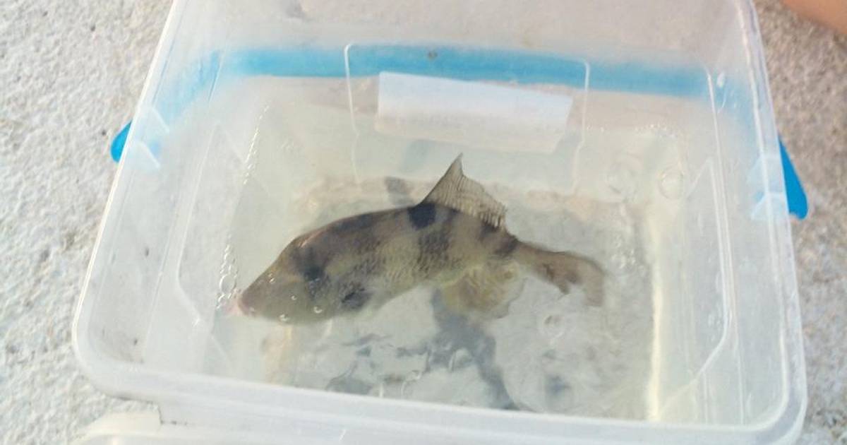 Tropski kostorog pojavio se u Jadranu: Ne smijete ga dirati! | 24sata