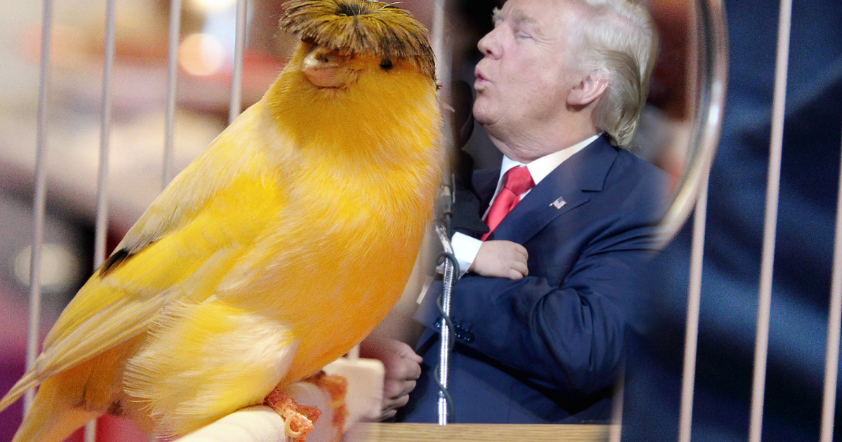 You must see this canary who looks just like Donald Trump | 24sata