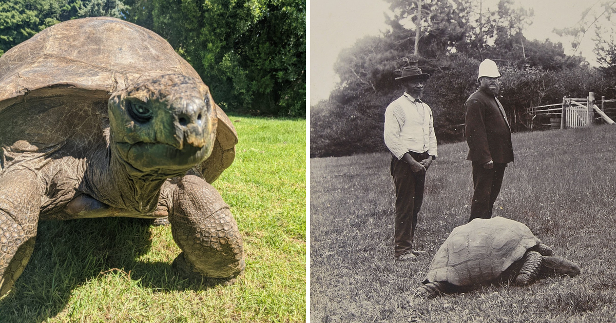 FOTO Najstarija kornjača na svijetu napunila je 190 godina: 'Simbol je ...
