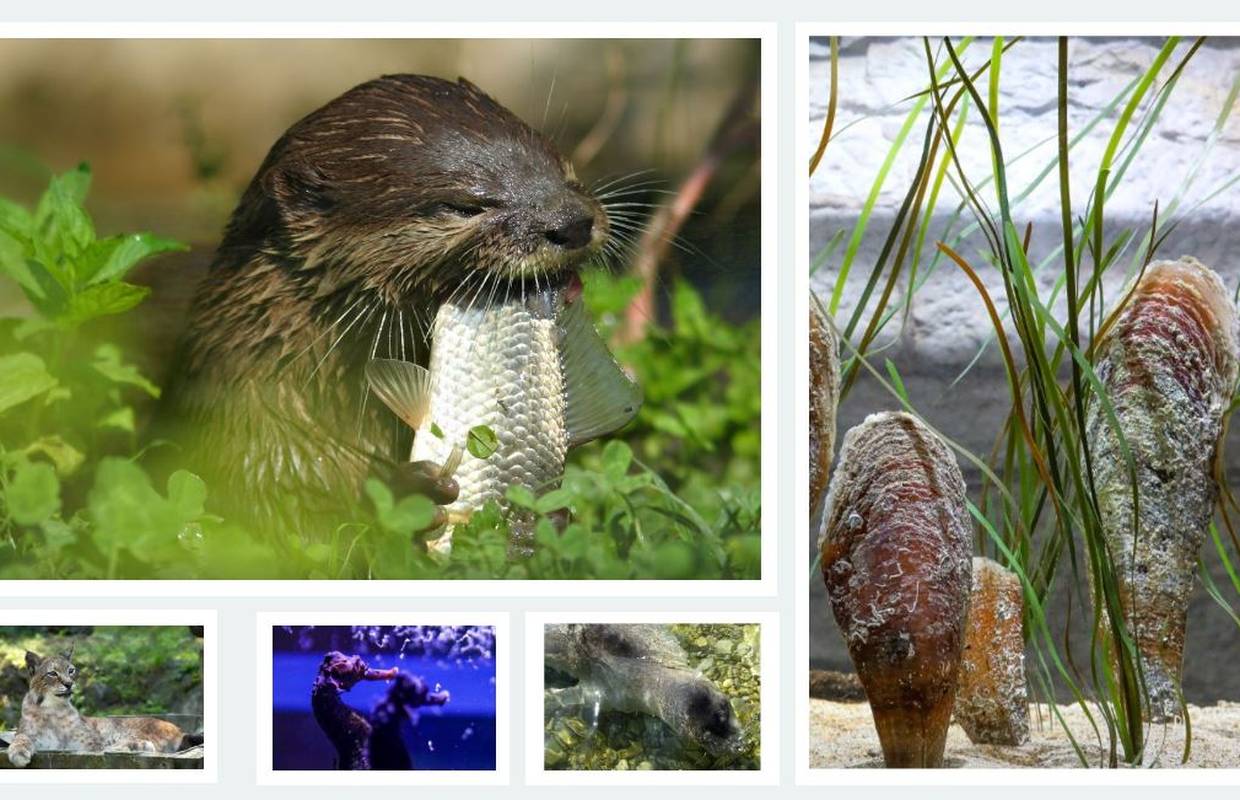 Ugrožene životinjske vrste u Jadranu | 24sata