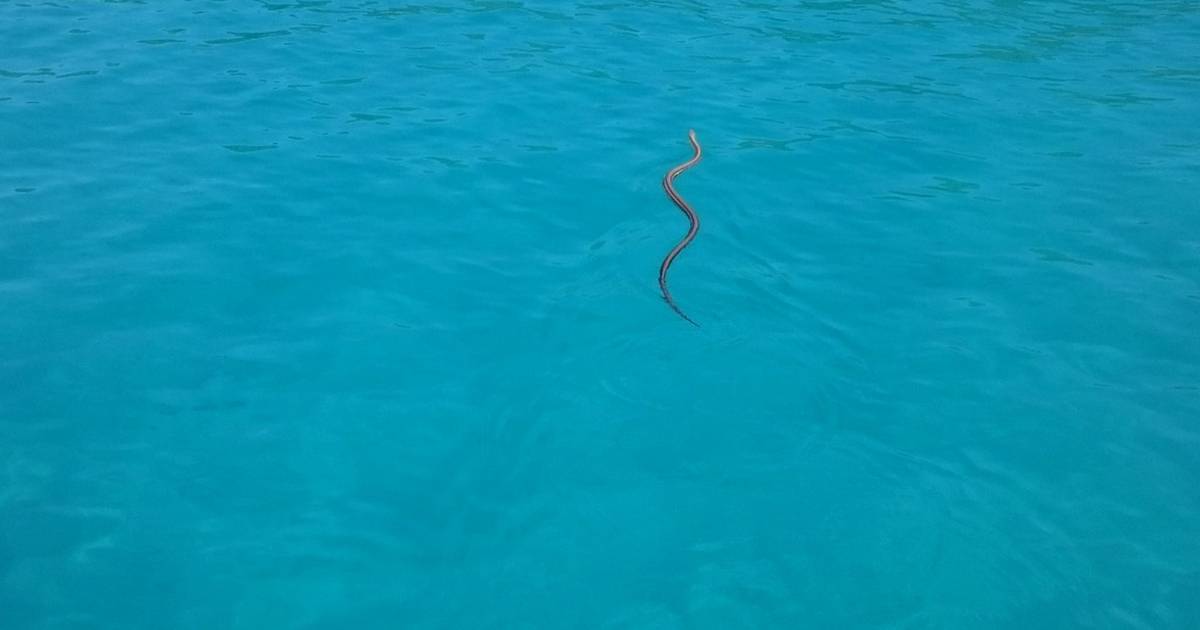 Pliva, pliva riba?! Ma ne, ovo je metar i pol dug morski gmaz | 24sata