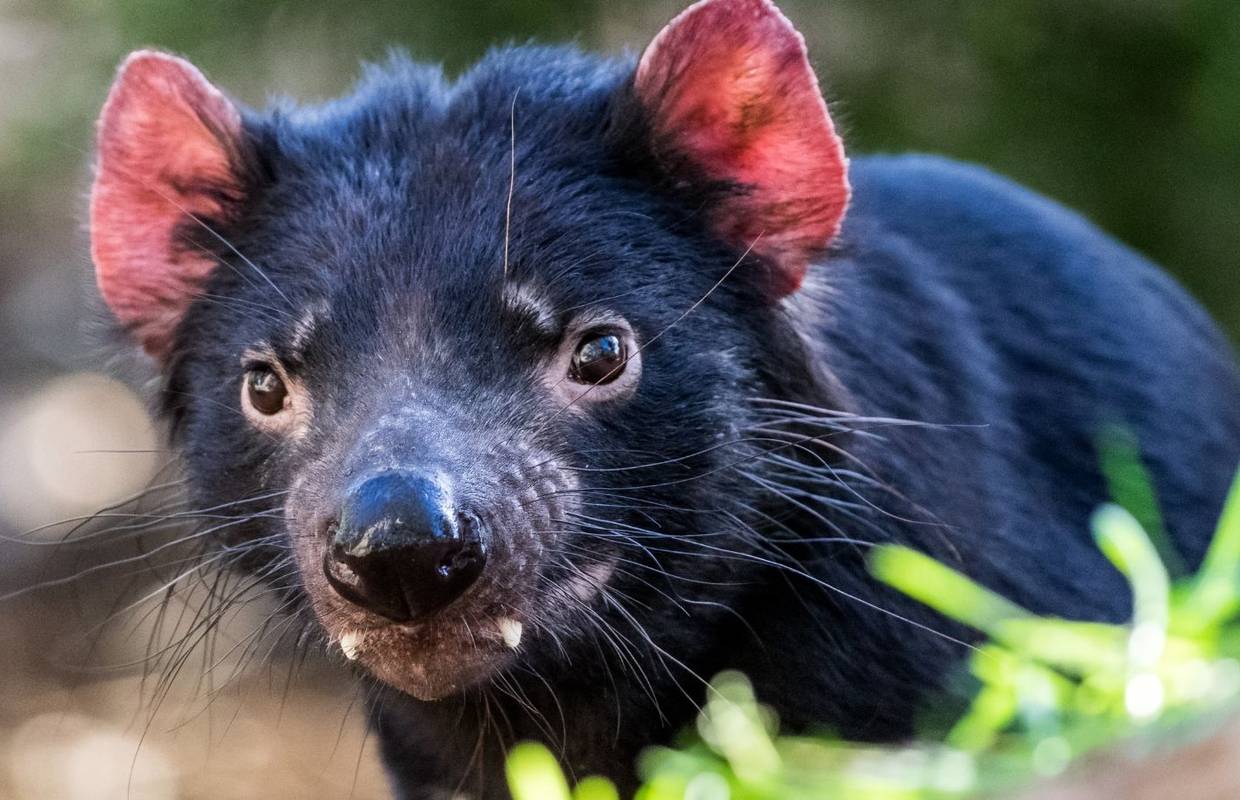 Tasmanijski vragovi rođeni na australskom kopnu, a tamo su prije 3000 ...