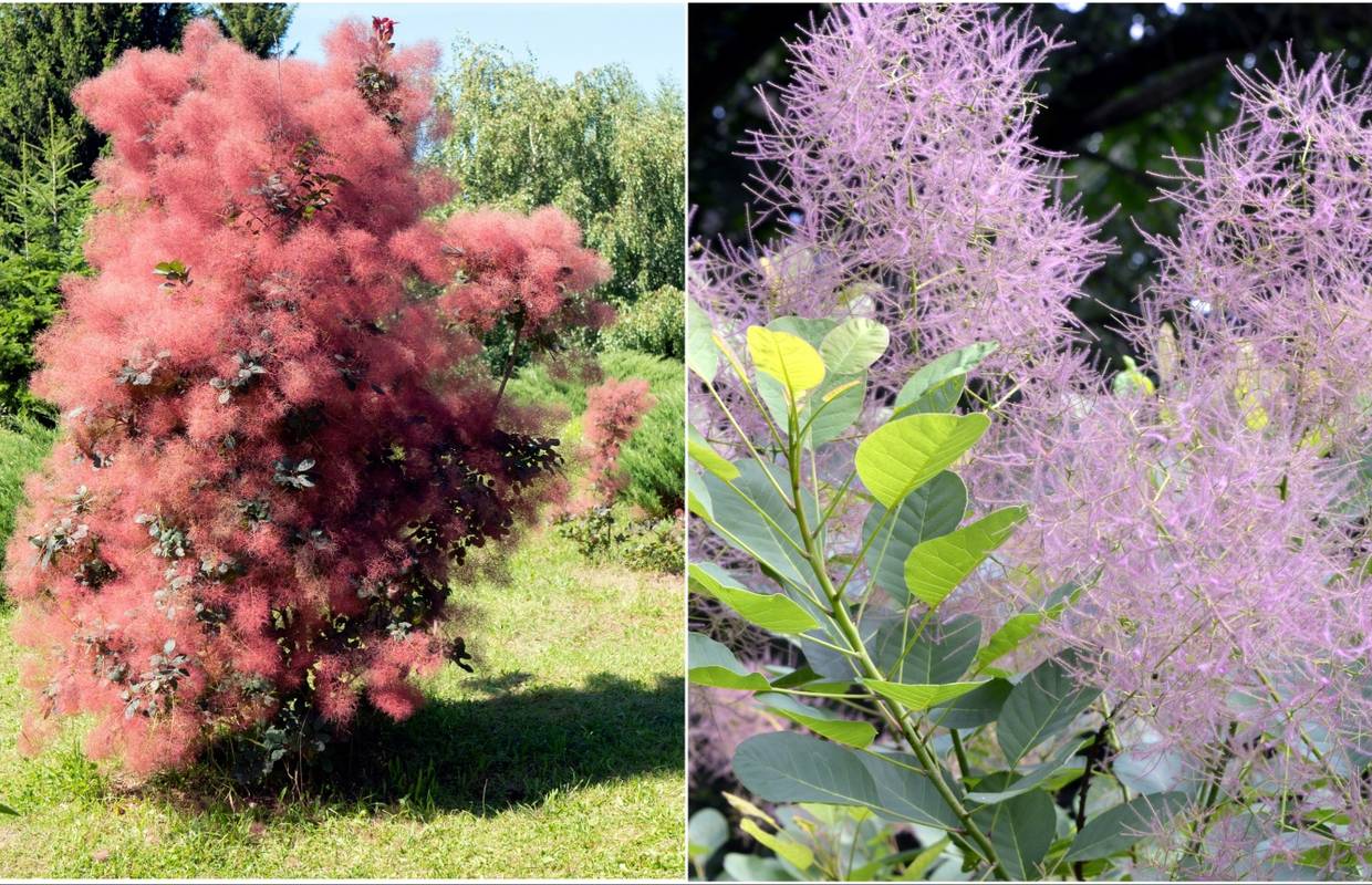 Prekrasan grm rujevine očarava paperjastim cvjetovima: Može narasti i ...