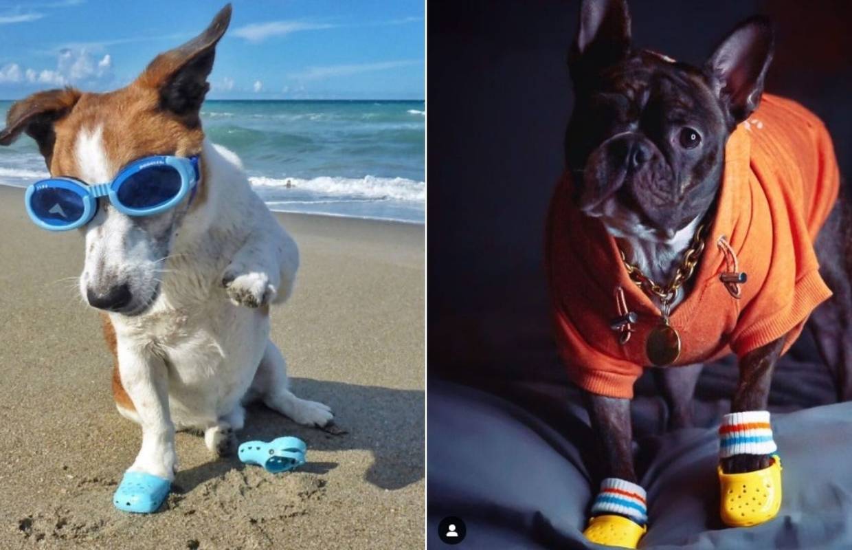 Kroksice za pse su novi modni trend - ali samo za pokazivanje | 24sata