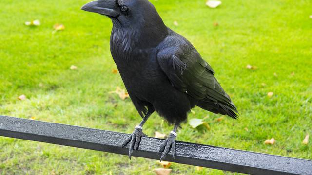 GAVRAN - najnovije objave | 24sata