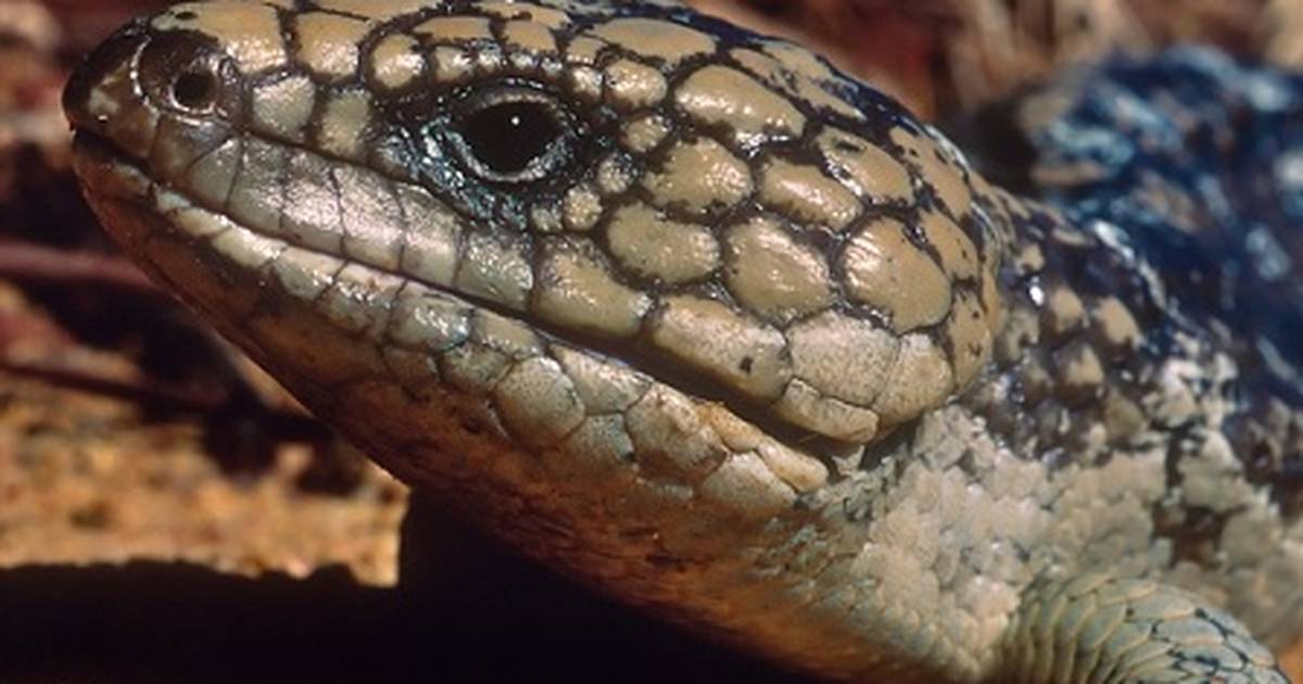 Znanstvenici primjetili: Gušter istovremeno polaže jaja i 'rađa' | 24sata