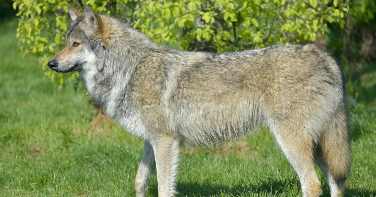 Prvi put u sto godina: Sivi vuk vratio se u sjevernu Francusku | 24sata