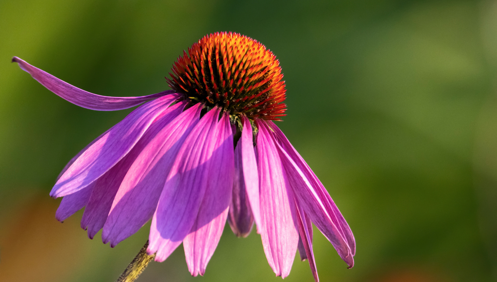 Rujan je idealno vrijeme: Evo koje trajnice treba sada posaditi | 24sata