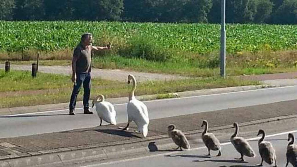 The Unexpected Hero: A Morning That Changed the Lives of Nine Swans ...