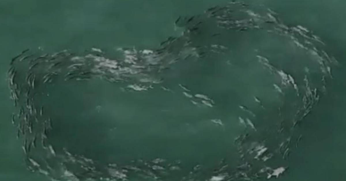 Jato riba oformilo oblik srca, a jedan sretnik sve je uspio snimiti ...