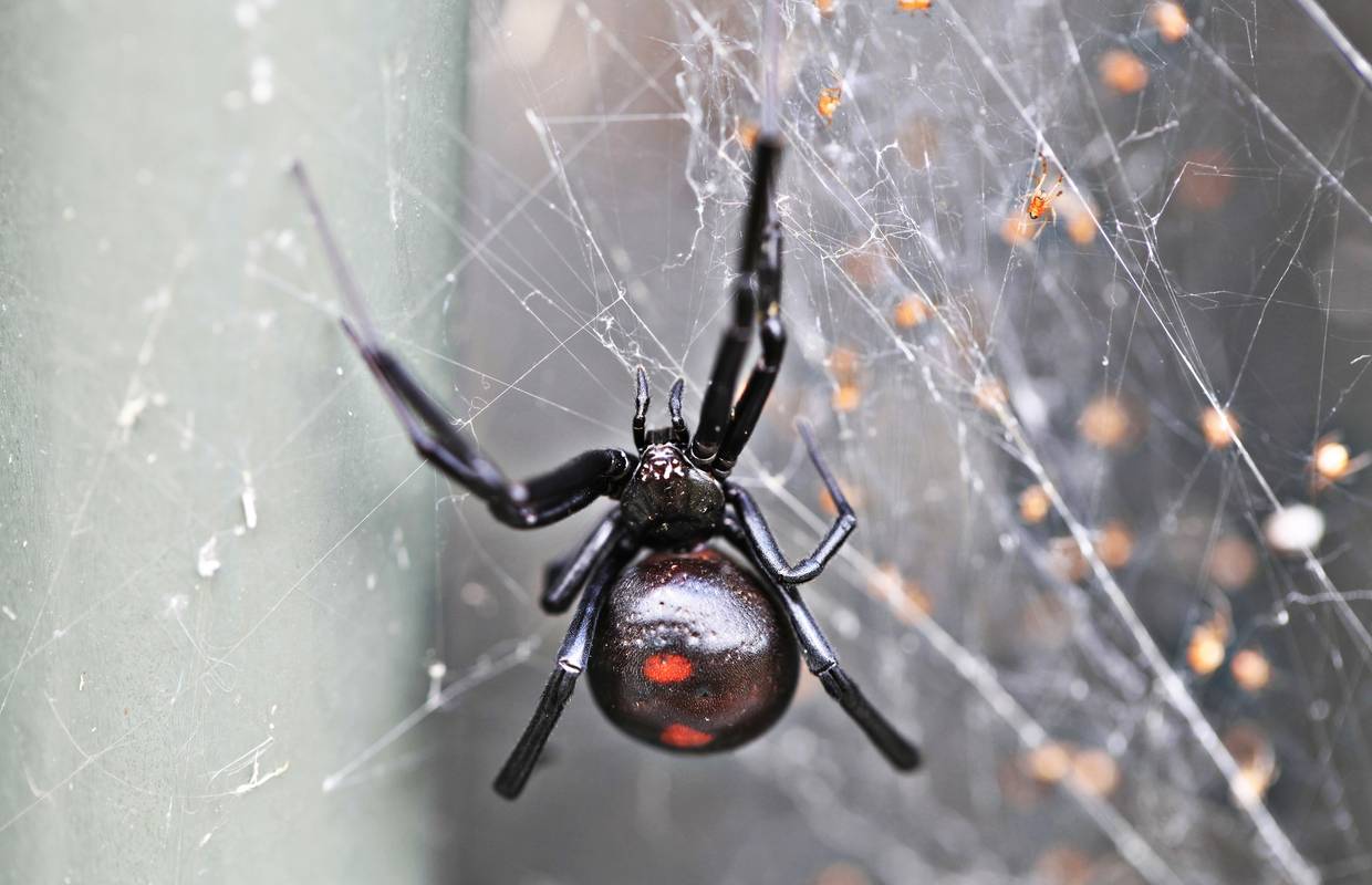 Ugriz crne udovice i simptomi | 24sata