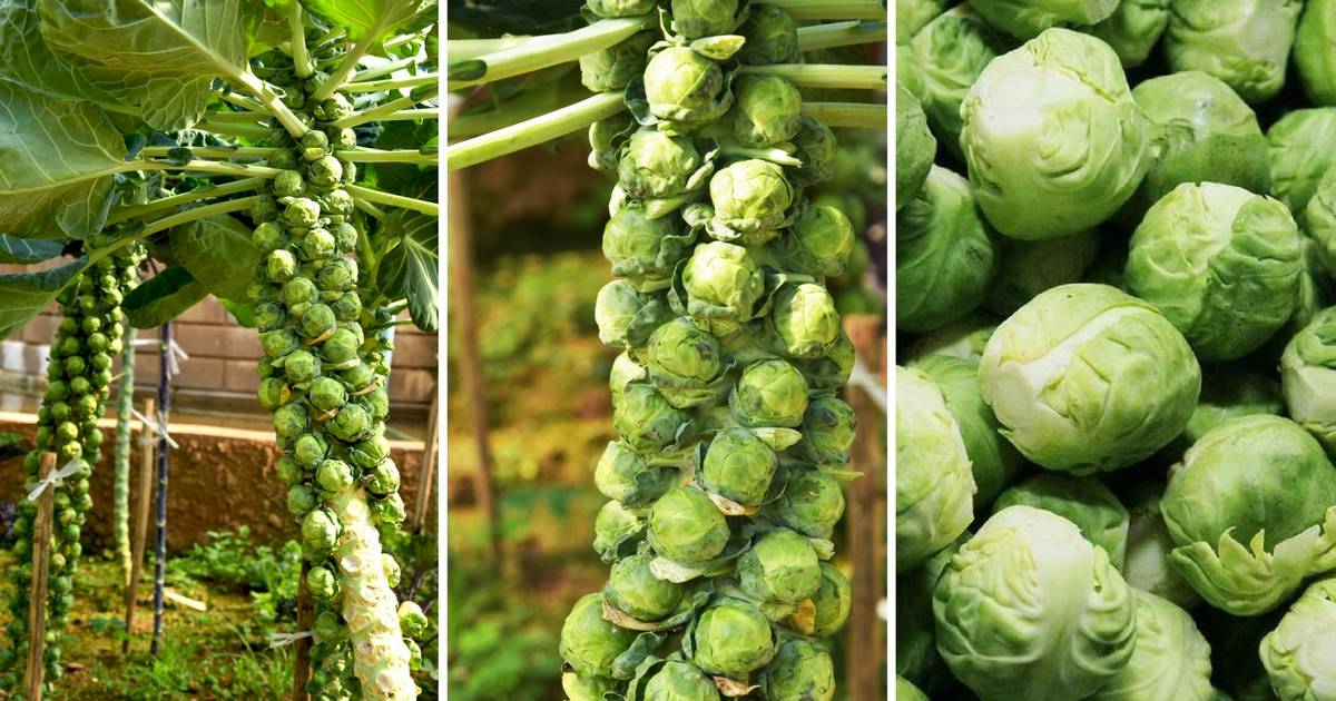 Znate li kako raste prokulica? Na stabljici ih bude više od 50 | 24sata