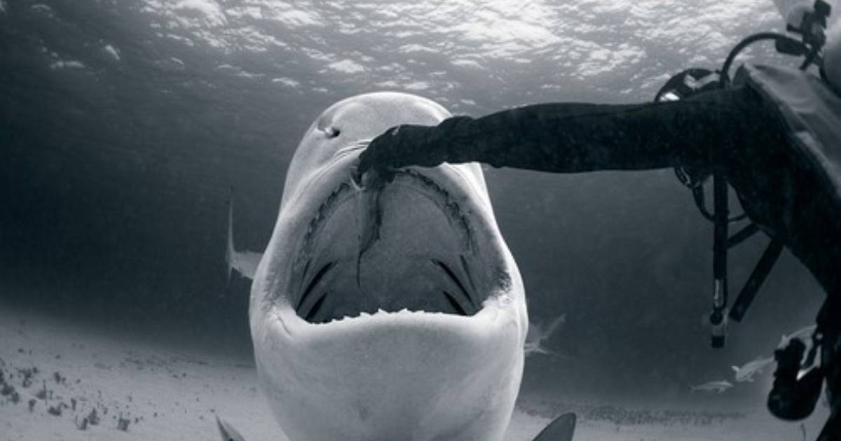 Rukom hrane opasne morske pse kao da su kućni ljubimci | 24sata