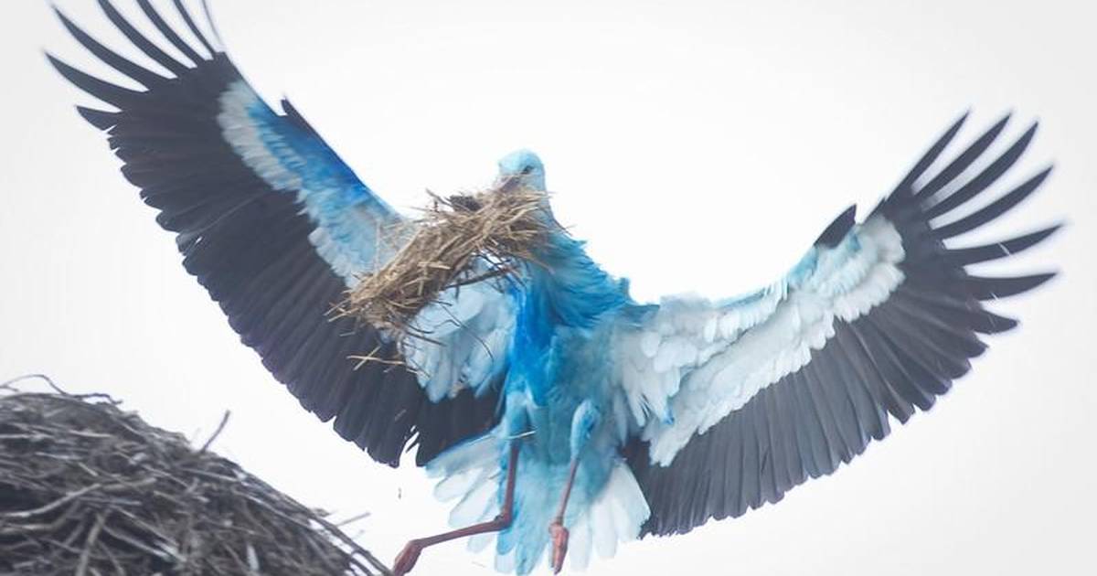 Roda obojana u plavu boju uzbunila prijatelje životinja | 24sata