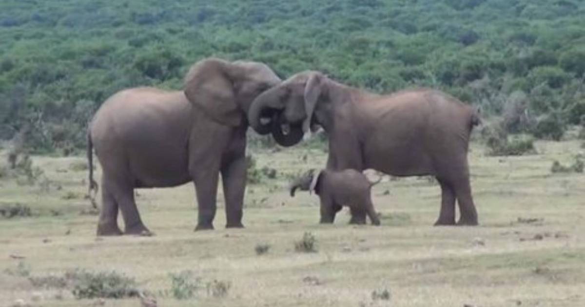 Oni su velikani: Uho, surla... slon | 24sata