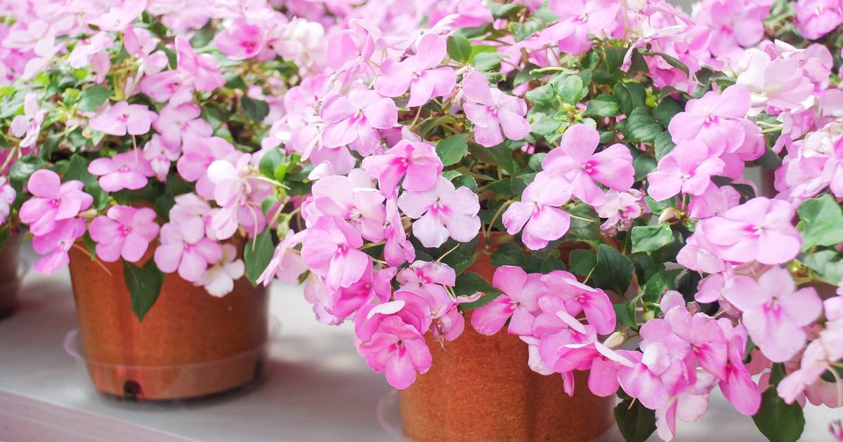 Vodenika je odlična biljka za one koji imaju balkone u sjeni | 24sata