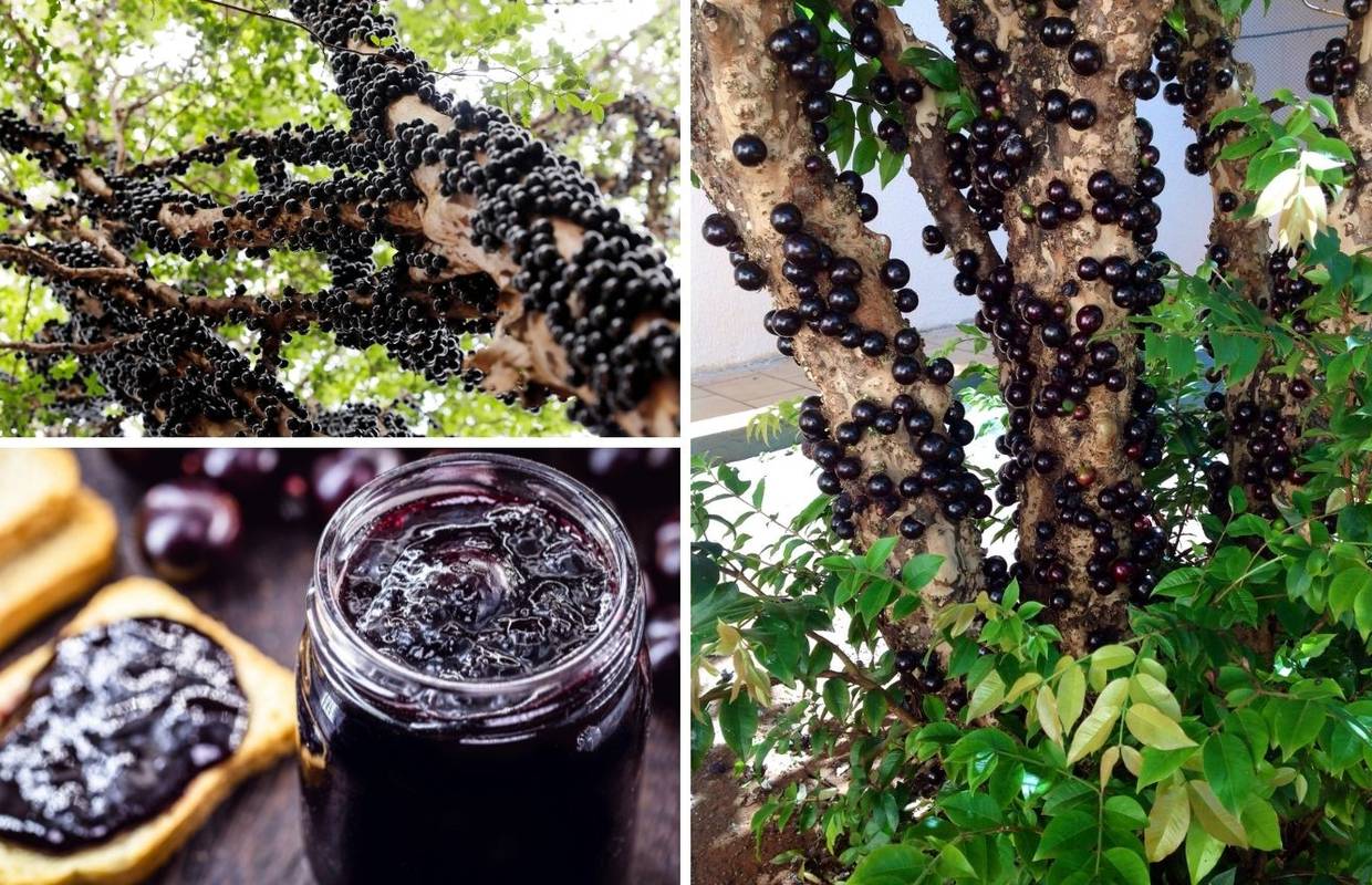 Brazilsko grožđe ima okus kao jogurt od borovnica | 24sata