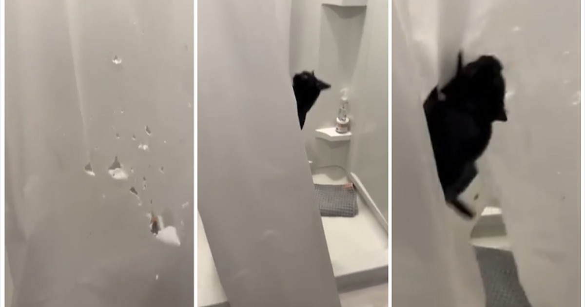 VIDEO Pitao se odakle rupe po zavjesama pa snimio krivca... | 24sata