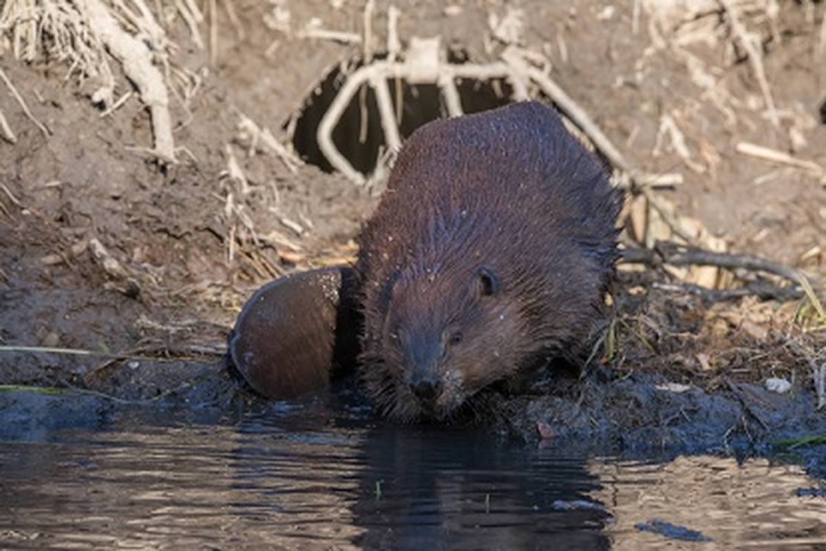 Dabrovi iz zapaljene nastambe u Lonjskom polju živi i zdravi | 24sata