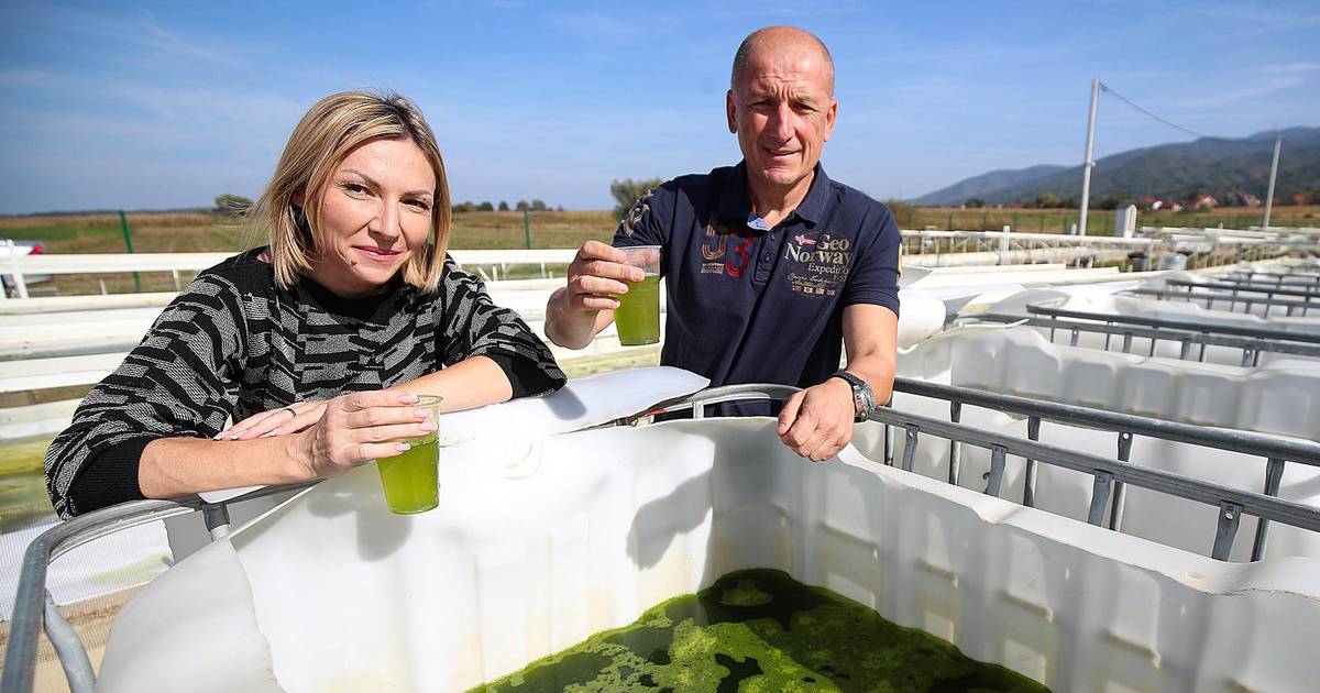 Prva farma algi u Hrvatskoj: Naše alge su gemišt budućnosti | 24sata