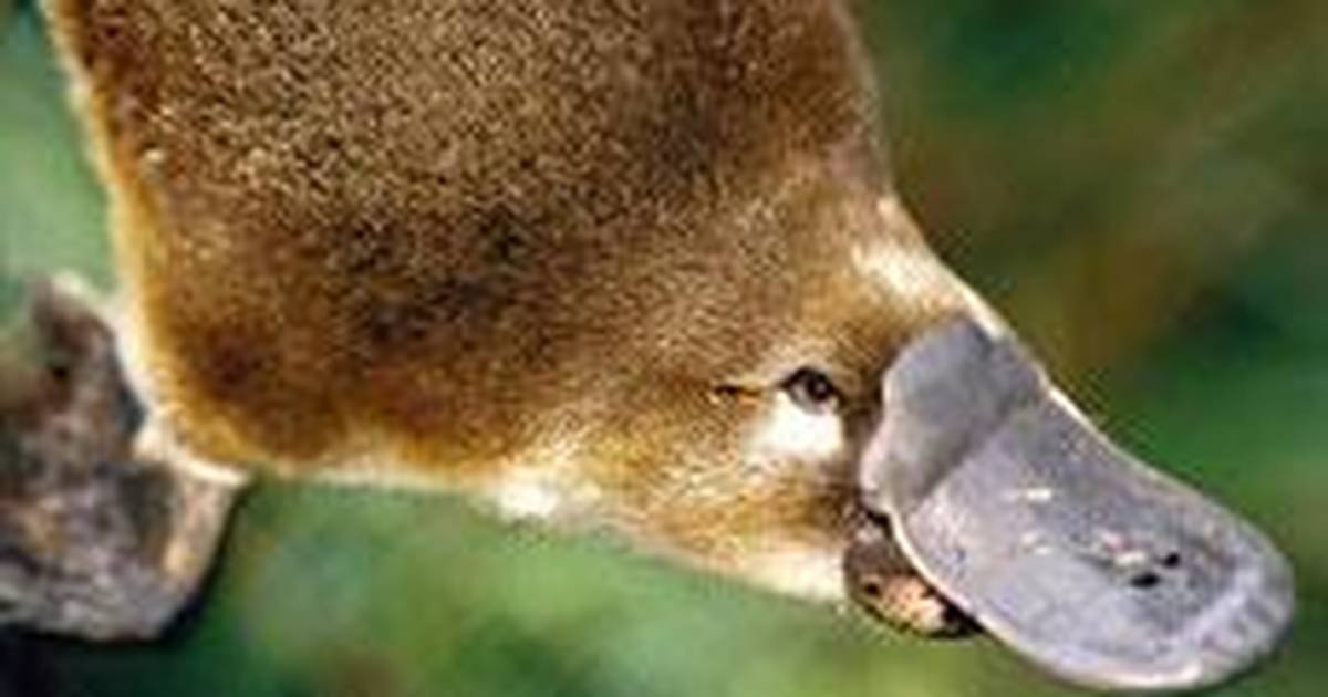 Čudnovati kljunaš ima gen gmaza, ptice i čovjeka | 24sata