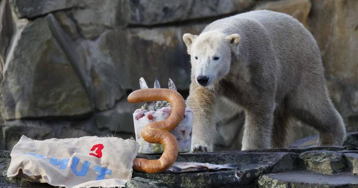 Uz tortu od ribe medvjed Knut proslavio 3. rođendan | 24sata