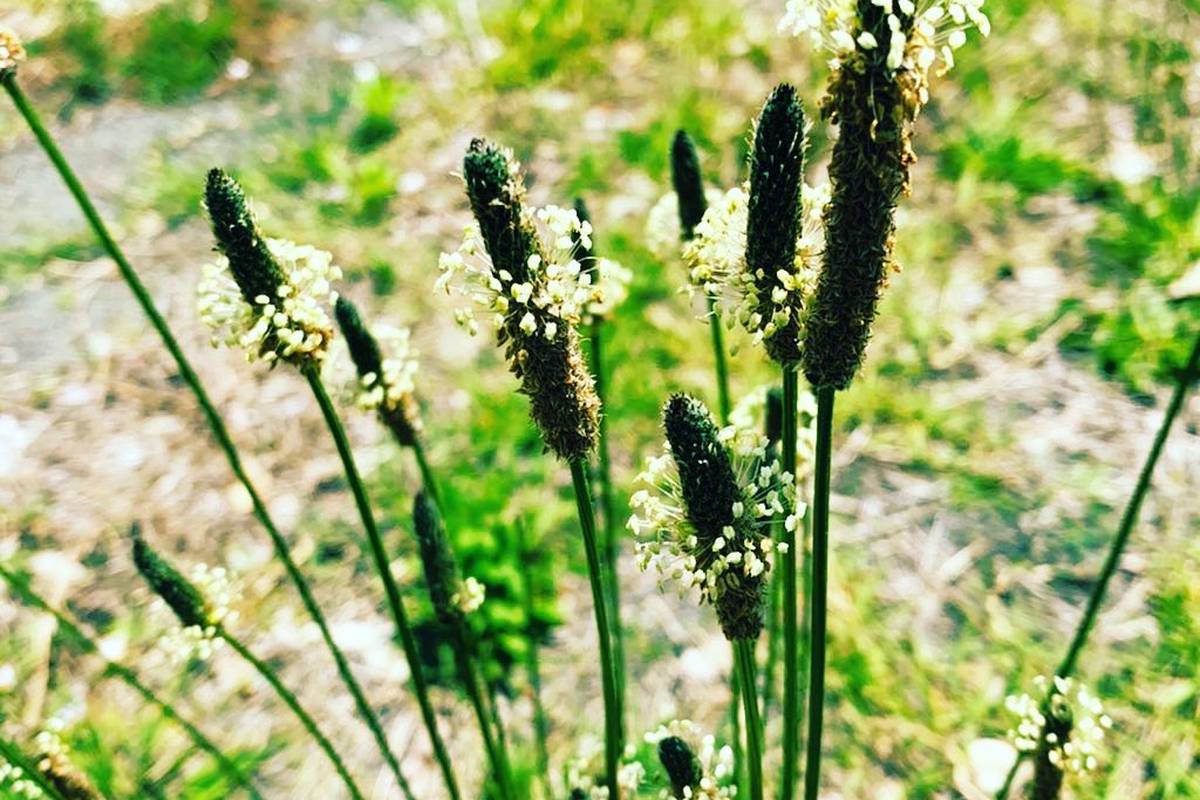 Neke biljke prkose klimatskim promjenama i prilagođavaju se | 24sata