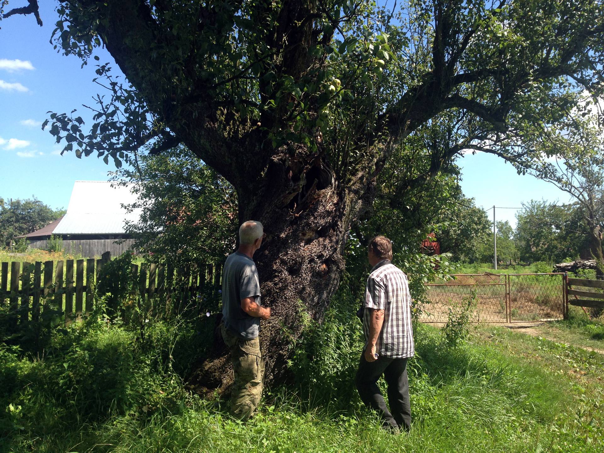 Galerija slika - Rekorderka: ‘Imamo stablo kruške starije od 400 godina ...